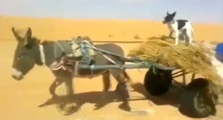 Donkey knows how it works