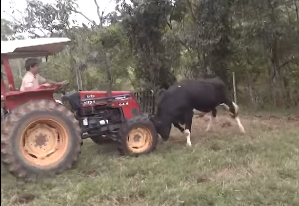 Bull VS Tractor.