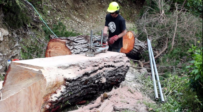 Felling a big pine tree & milling slabs with an Alaskan Chainsaw Mill
