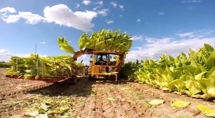Harvest of tobacco leaves.