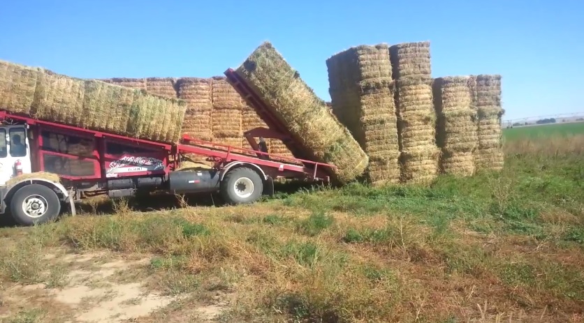Stacking alfalfa