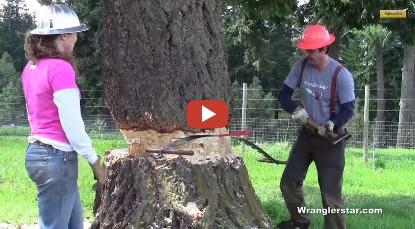 Couple Fells Giant Tree With Axe