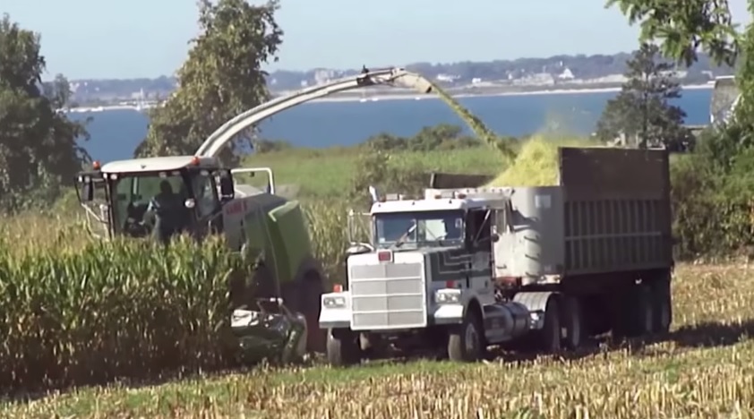 Chopping Corn in Little Compton with Milky Way Farms Sept 2014 (Peter ...