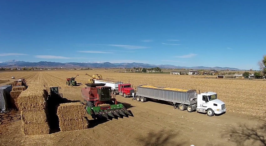 Colorado corn harvest