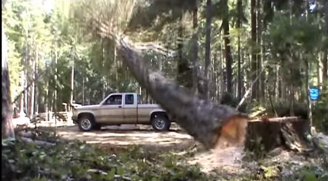 Tree Falling "Crushes Truck"