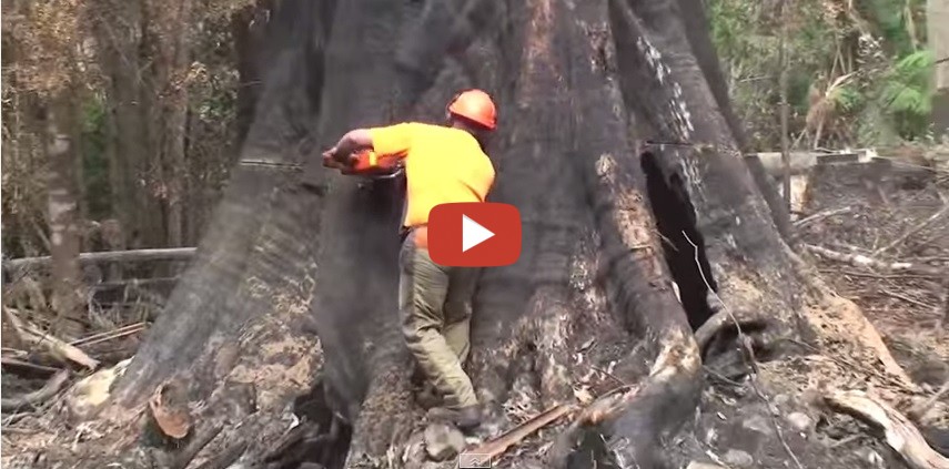 Dangerous Tree Cutting, Tree Climbing, Big Tree Felling by Ace Tree