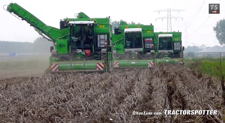 Potato Harvest | 3x AVR PUMA+ – 4 row potato harvesters (Tractorspotter)