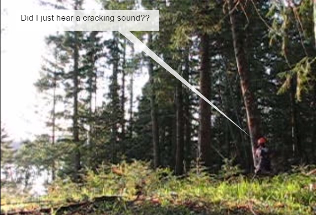 Falling a tree gone wrong (Barber chair)