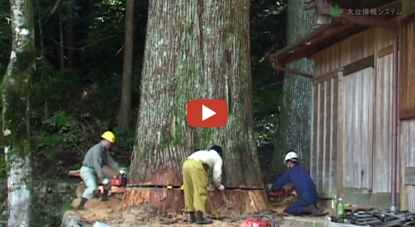 Big tree felling of 400 year old Japan cedar
