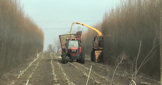 Harvesting Willow Bioenergy using New Holland Agriculture Forage ...