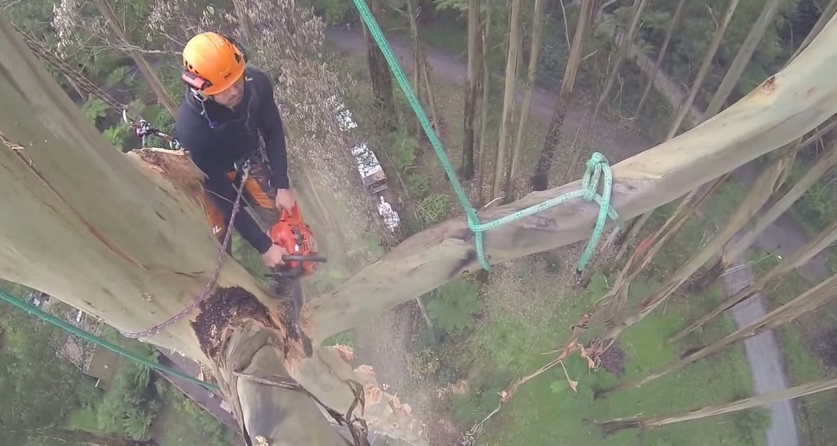 70 Meter Mountain Ash Removal