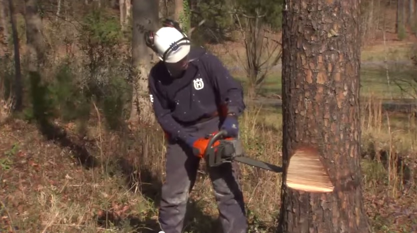How to Fell or Cut Down a Tree Using a Chainsaw