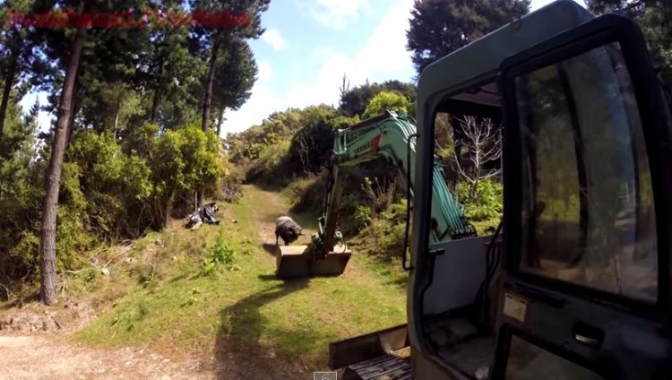 Angry Ram takes on a 6 ton digger