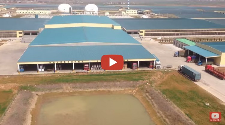 Biggest Dairyfarm in China 20.000 milking cows, 8 rotaries of 80 cows ...