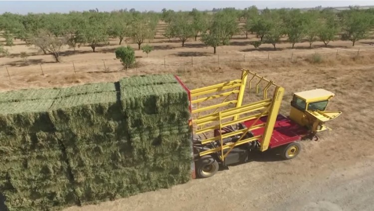 Harrow Bed Picking up Alfalfa Bales