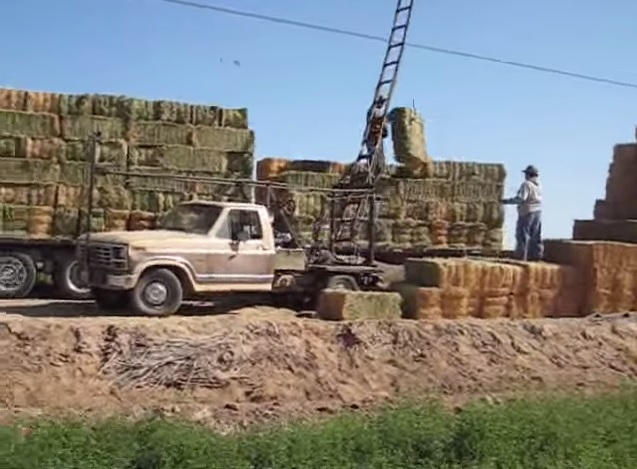 Hand stacking hay truck with my Uncle Severo in Imperial Valley.