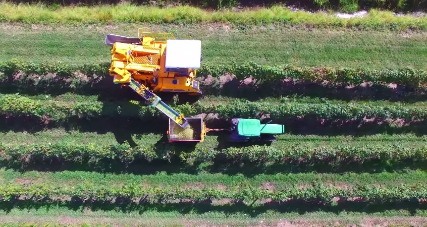 2015/09/20 - Grape picking at Burch Farms North East, PA. -Ben Nagle-