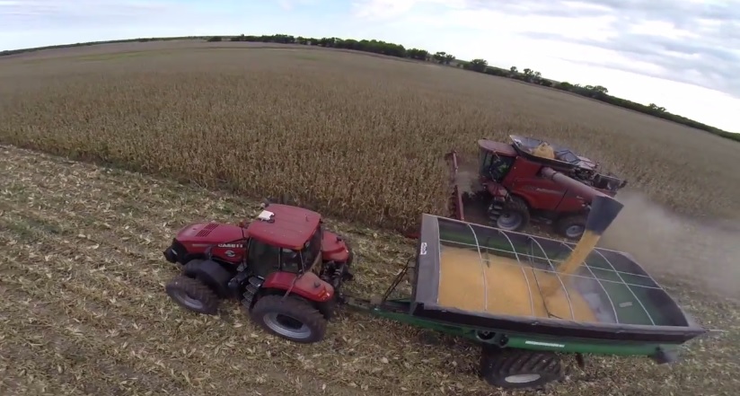 Corn Harvest in Northern Oklahoma. -Will Moreland-