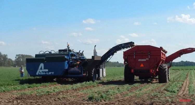 Spudnik Crop Cart in Carrots with AsaLift and NewHolland Tractor