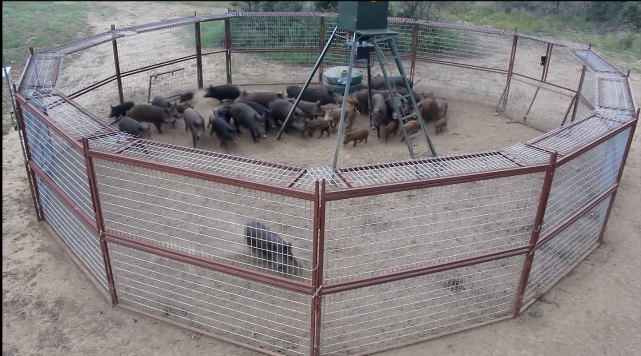 30' Hog Trap T A C Trap . See how it works.
