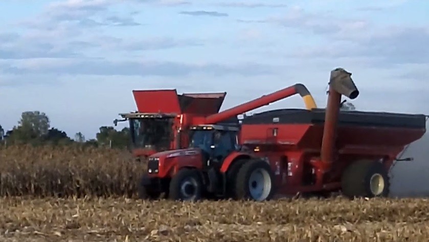 Massey Ferguson 9560 Combine with a 12 Row Corn Head. -Ernest Bontrager-