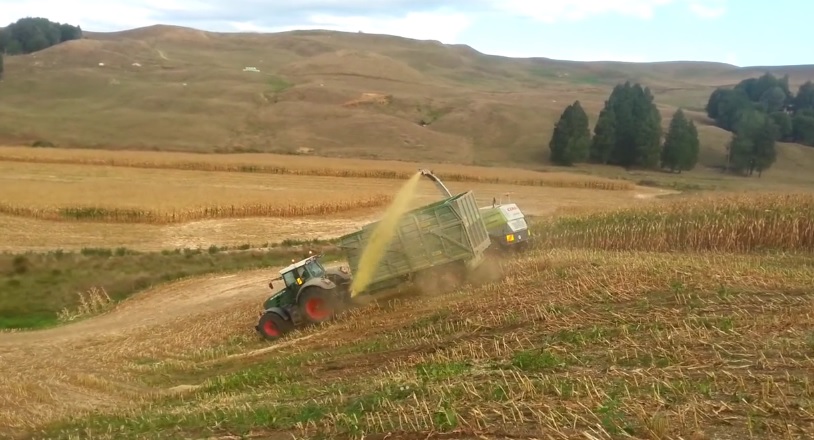 Corn silage in New Zealand-on the steep ground Fendt Silage