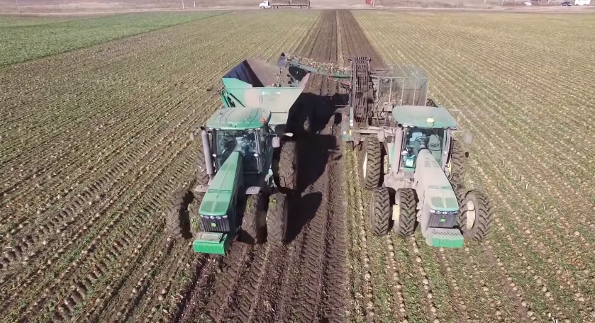 Sugar beet harvest in NE Colorado. -Teaching From the Tractor-