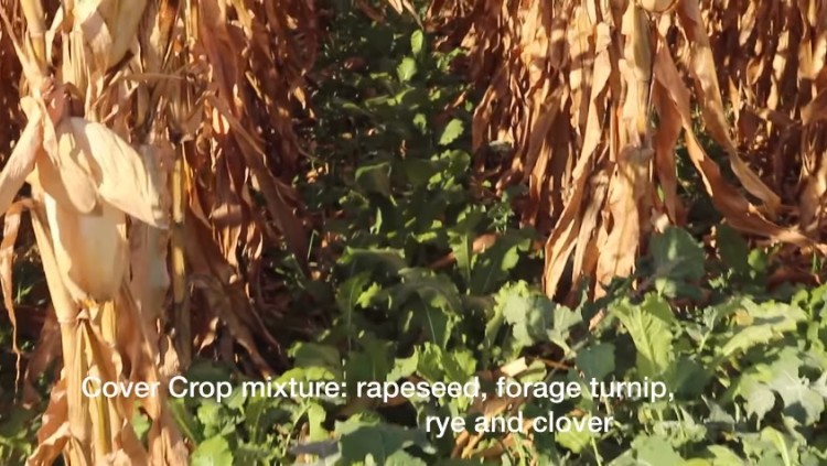 Cover Crops in Southern Minnesota