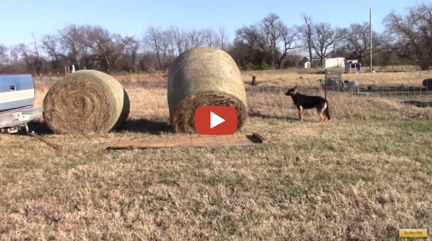 How to move a round bale of hay without a tractor. -Farnsworth Farms-