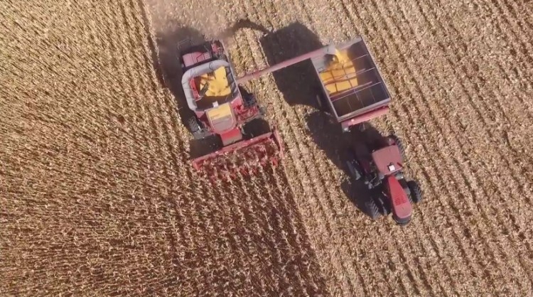 Case IH 7120 Combine Dekalb Corn Turton, SD Corn Harvest 2015