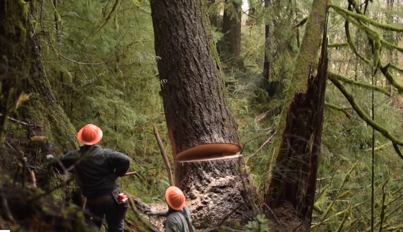 Falling tree's in Oregon's Coast Range