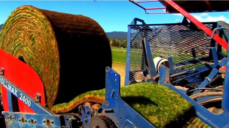 Turf grass -Evergreen Turf Farms