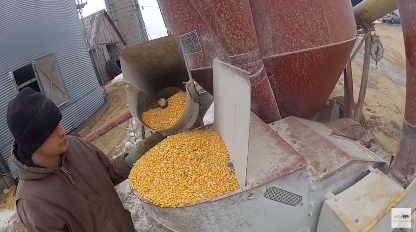 Transferring Corn From One Bin To Another. -How Farms Work-