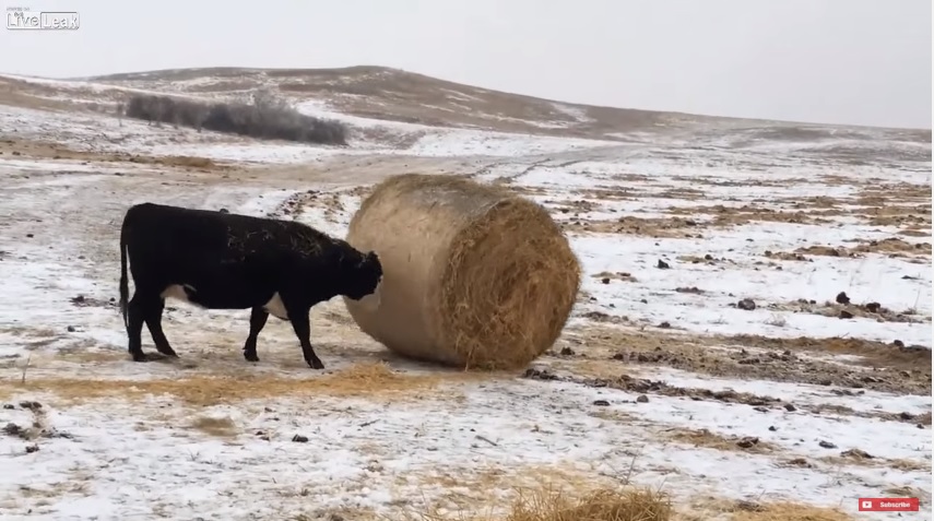 Hereford cows rolling 1000+ pound wheat straw bale