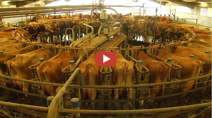 See How Our Comfy Cows Live on Real California Dairy Farms ...