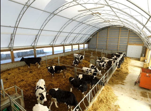 Drost Family Dairy Farm 50' x 100' Atlas Building Series Heifer Barn