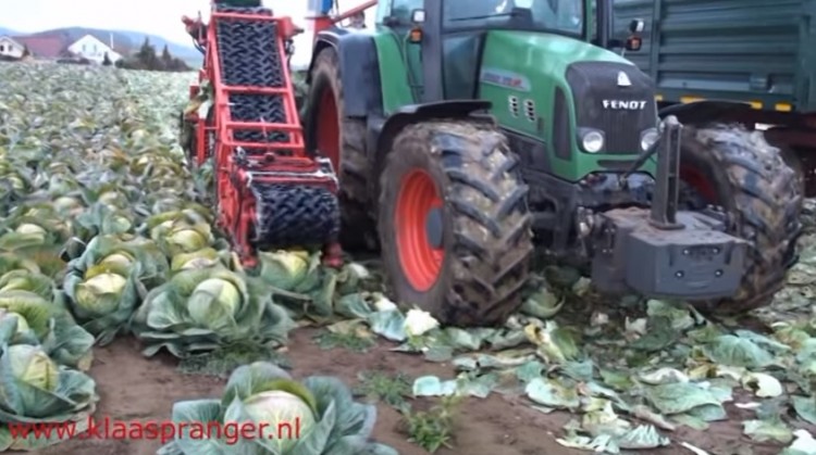 Full automatic cutting of cabbage with automatic height and speed ...