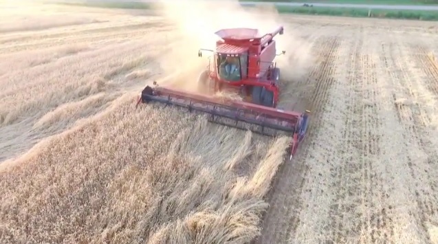 Jason Wheat Harvest, Cotton Planting and Watering Corn 5-24-16 -- David ...