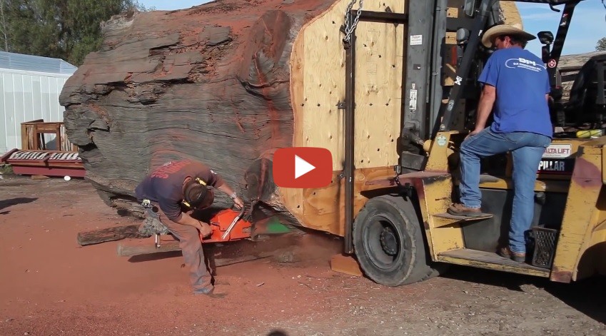 World's Biggest Chainsaw vs Ancient SALVAGED Redwood