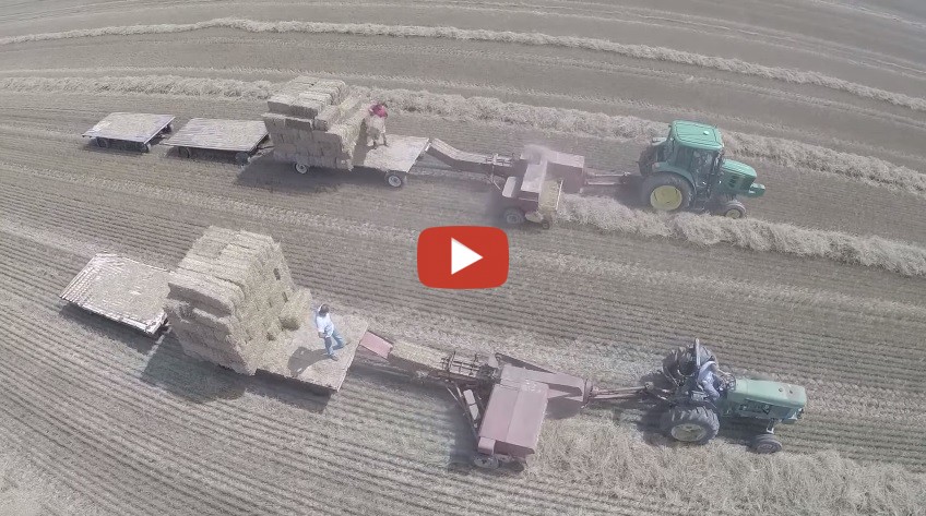 wheat harvest and straw baling