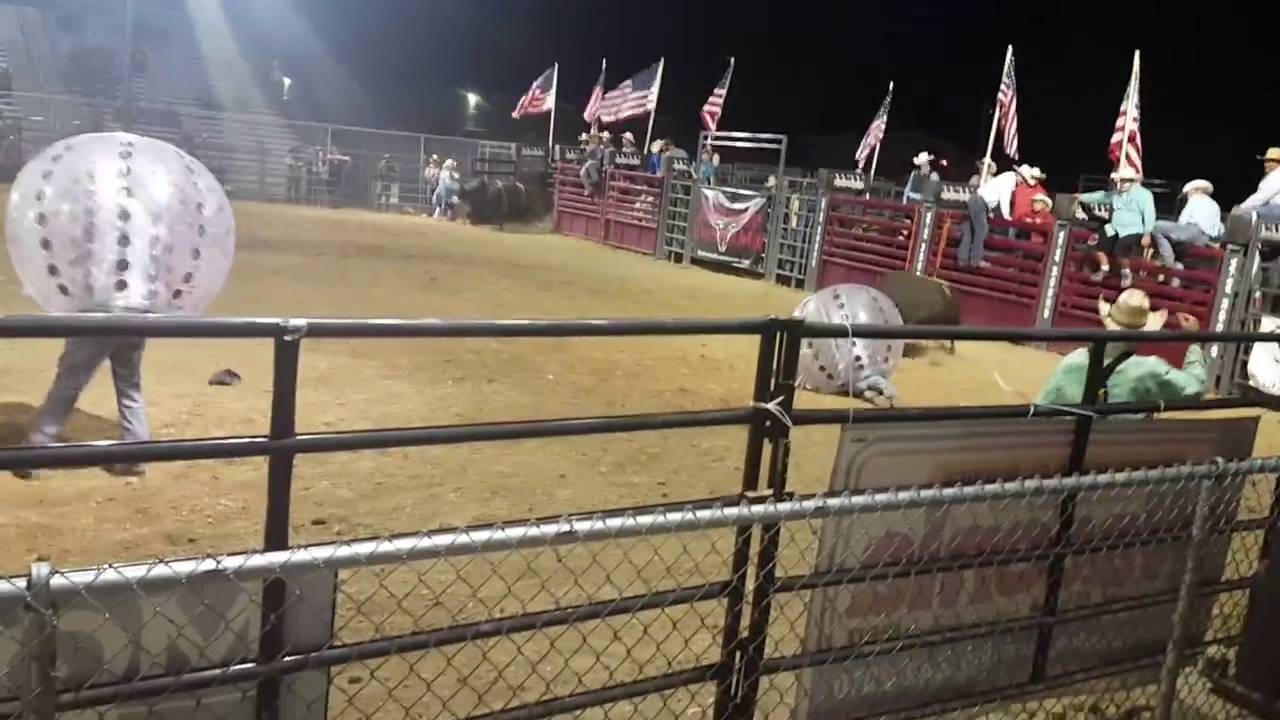 Bull play bubble people rodeo