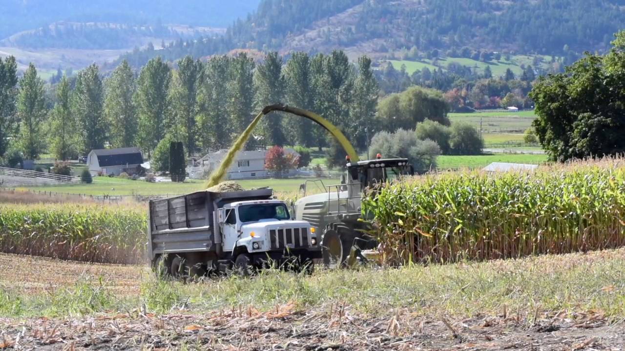 Beautiful Weather Corn Harvest, Coldstream Ranch, Coldstream BC ...