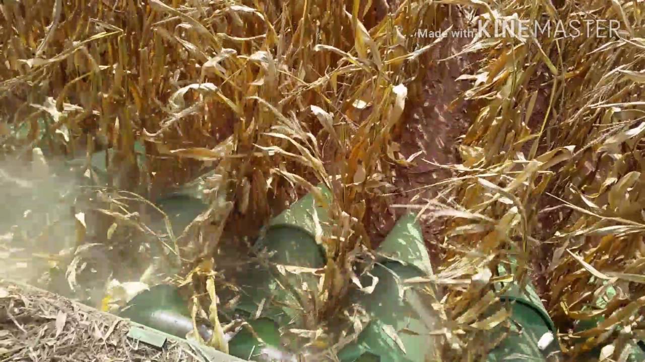 Corn harvest 2016 Running with the 9550 and 8 row corn head: --The ...
