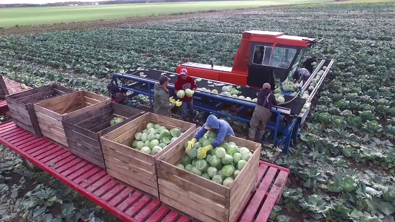 Cabbage Harvest In Stayner, ON at BMW Farms -- Northern Equipment Solutions