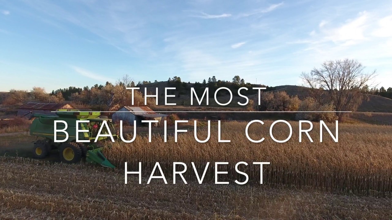 The Most Beautiful Corn Harvest Ever It's Montana -- Justin Pearce