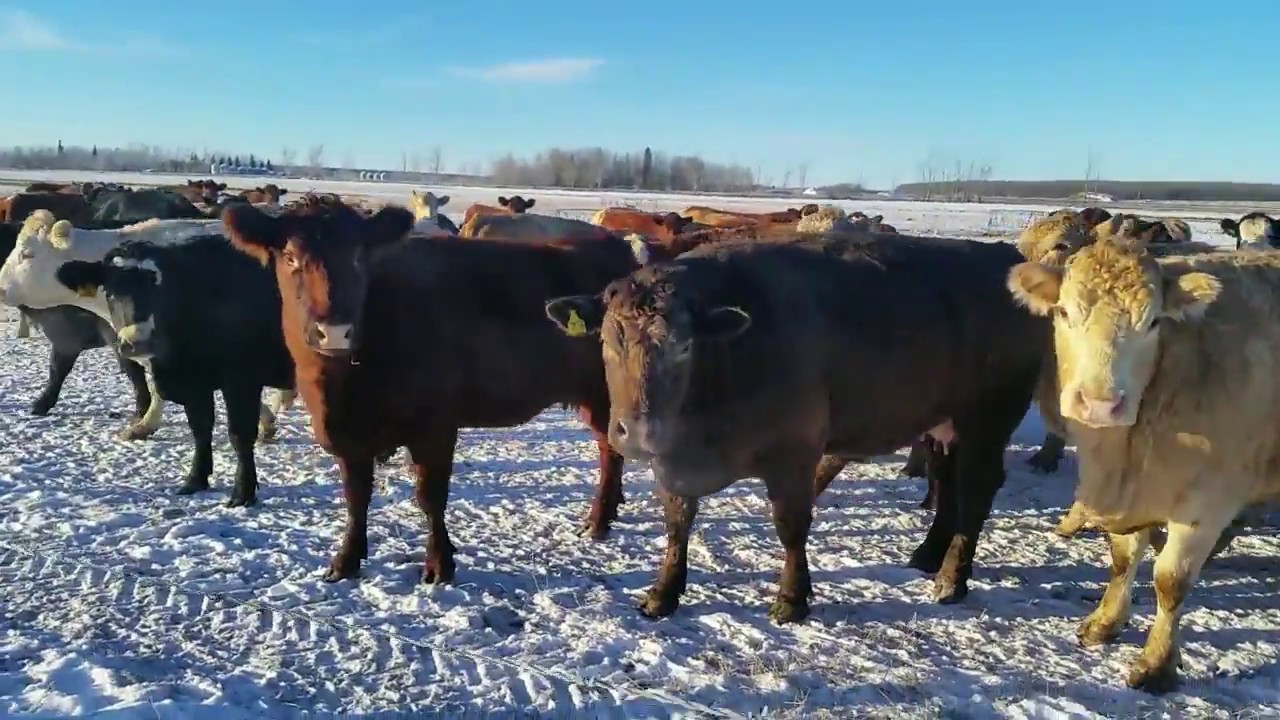 Feeding cows...Grinding hay with the Highline CFR 650 Bale Pro ...