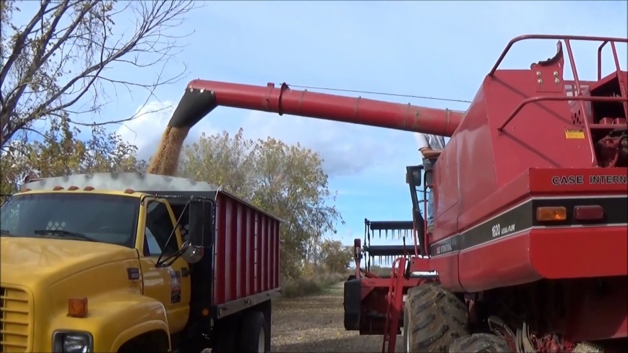 Combining Soybeans With A Case IH 1620 Combine -- Farm Grown, Country ...