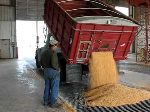Dumping corn