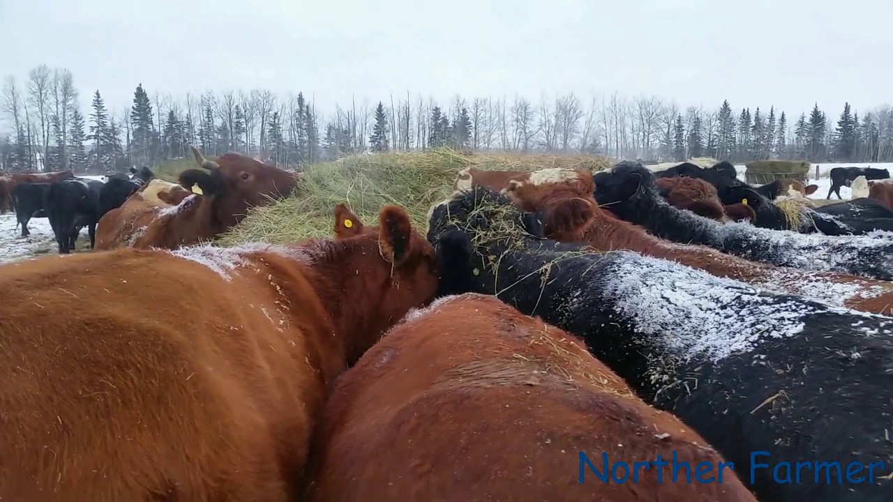 Feeding Cows and Spreading Straw with the HiLine Bale Processor ...