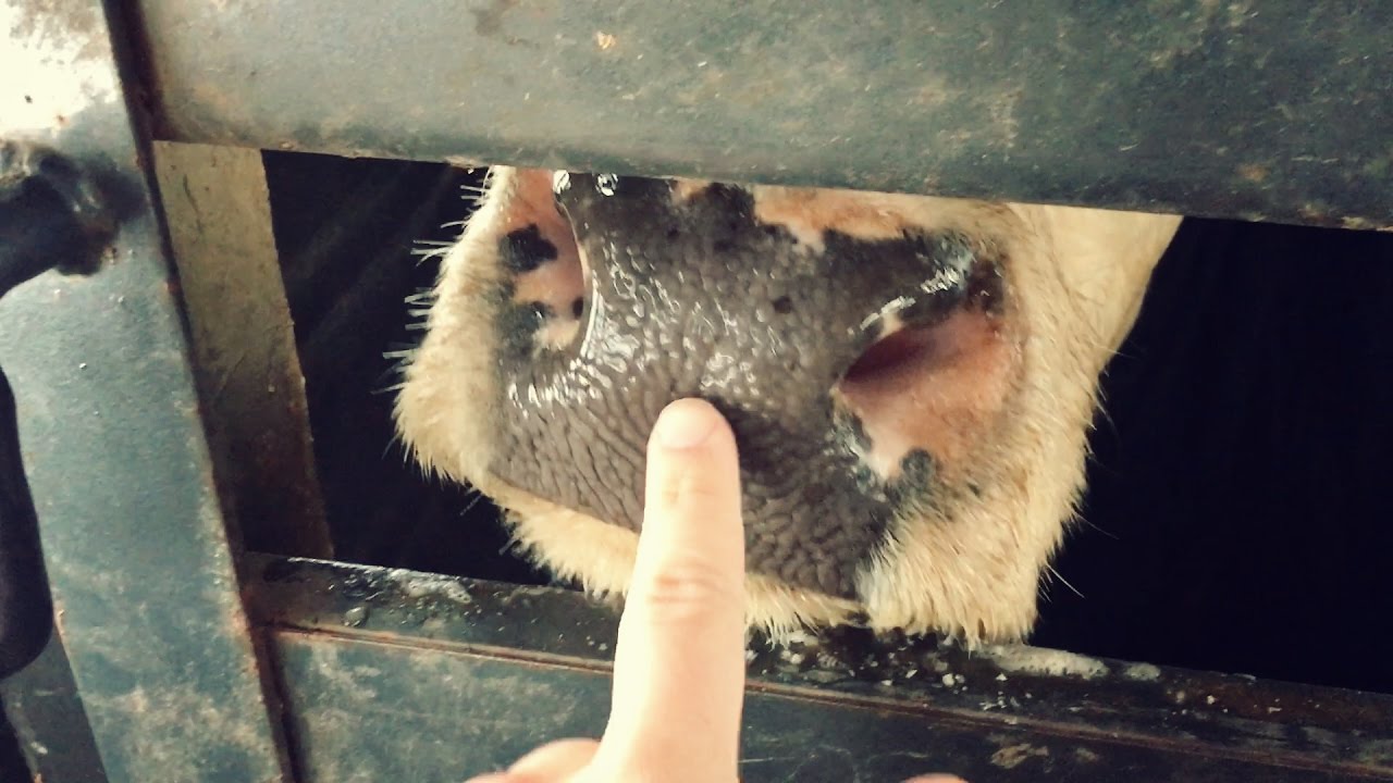 Moving Cattle down to Travis's! -- How Farms Work